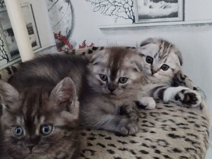 Шотландские вислоухие котята
