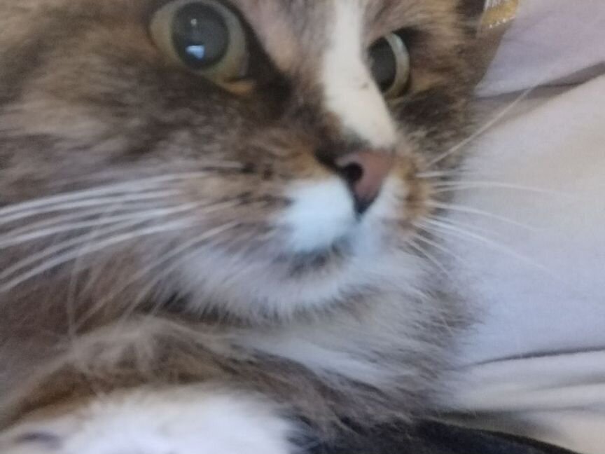 Кошечка Симка ищет хозяина
