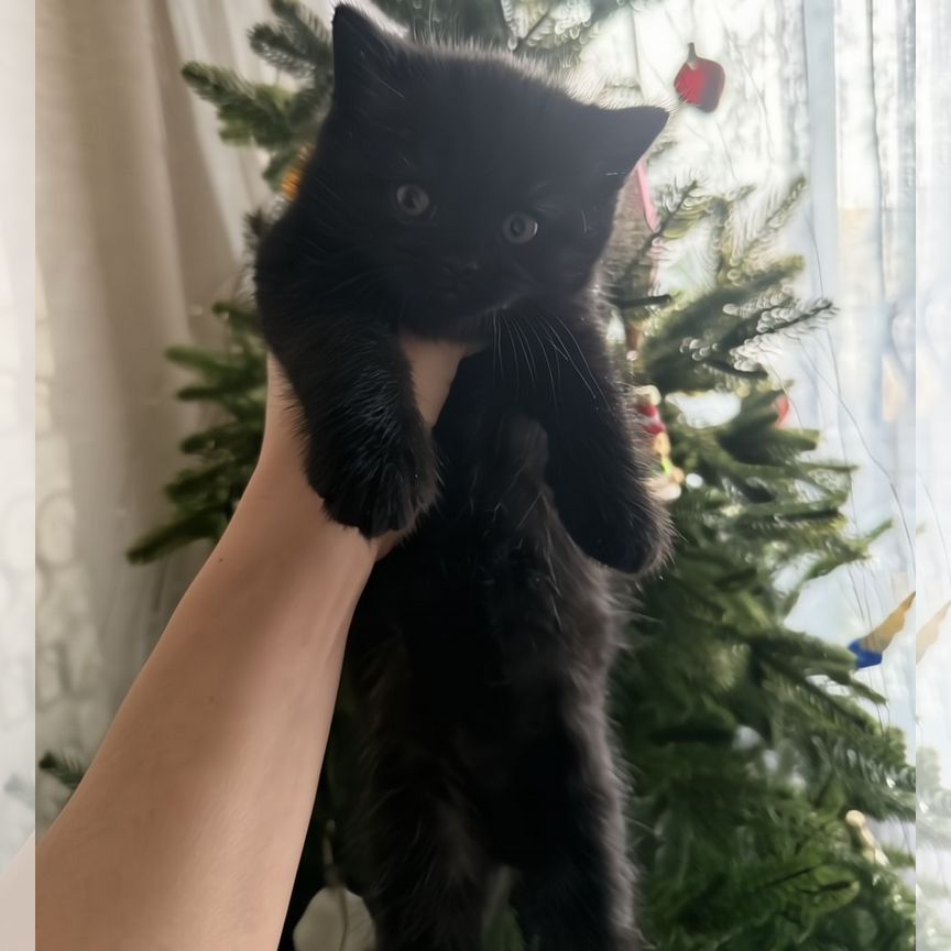 Шотландский прямоухий короткошёрстный котёнок