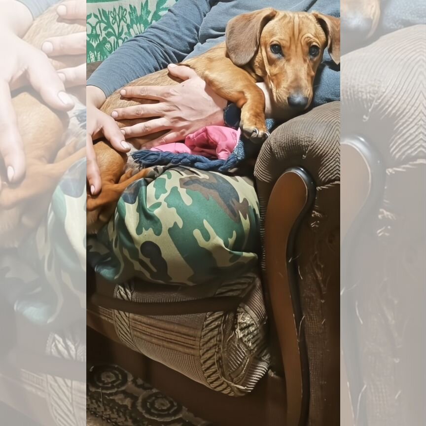 Такса, взрослый пёс