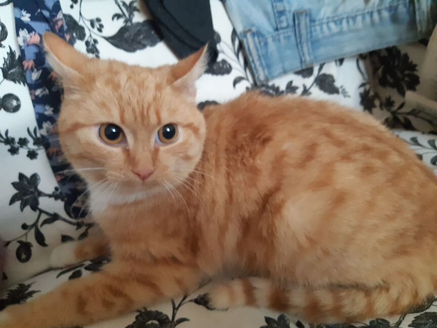 Ищим дом для рыженького малыша