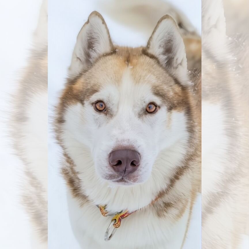 Сибирский хаски, взрослый пёс