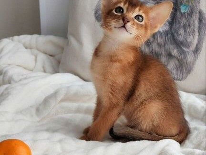 Абиссинский котёнок