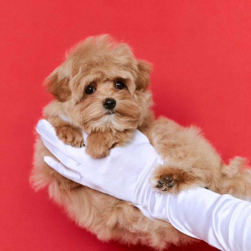 Щенки мальтипу f1 мини