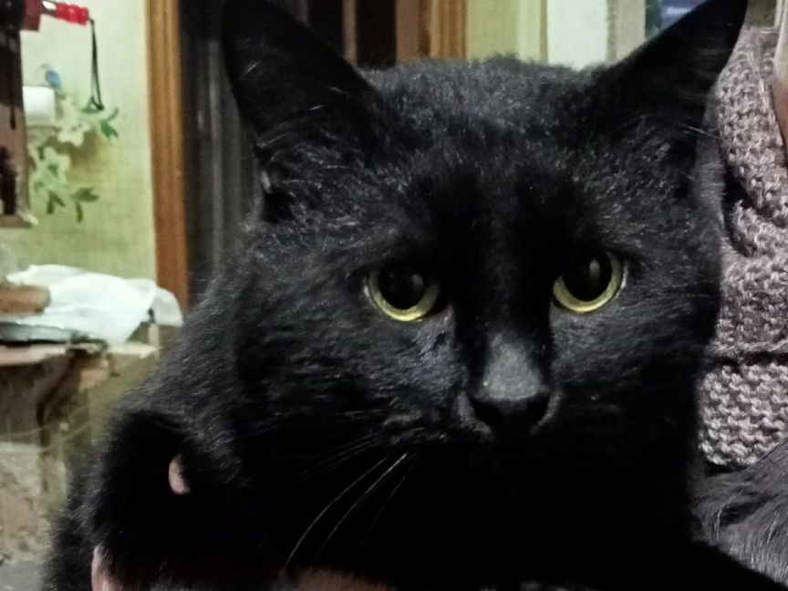 Кот