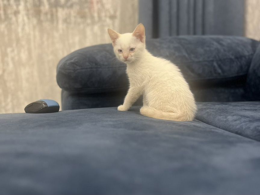 Кошки в добрые руки бесплатно