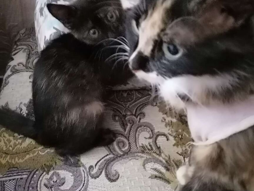 Кошка стерильная и котенок