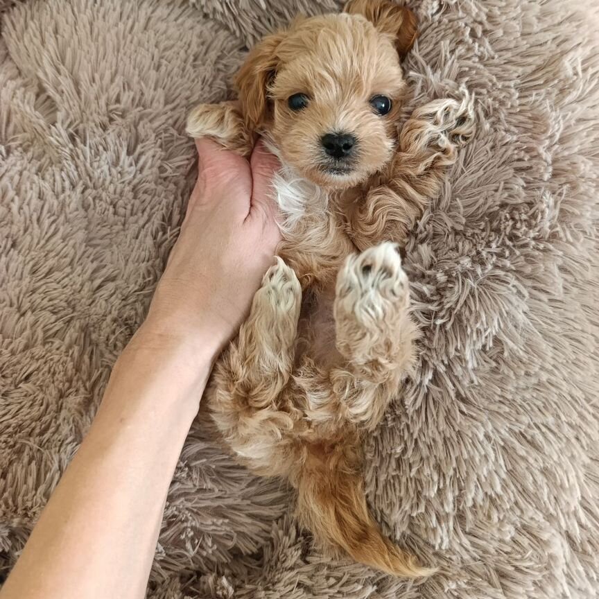 Мальтипу, щенок