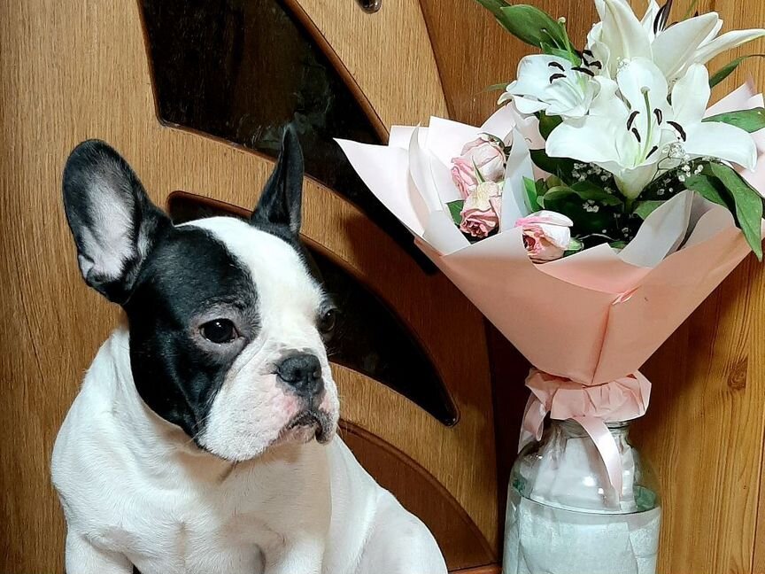 Французский бульдог