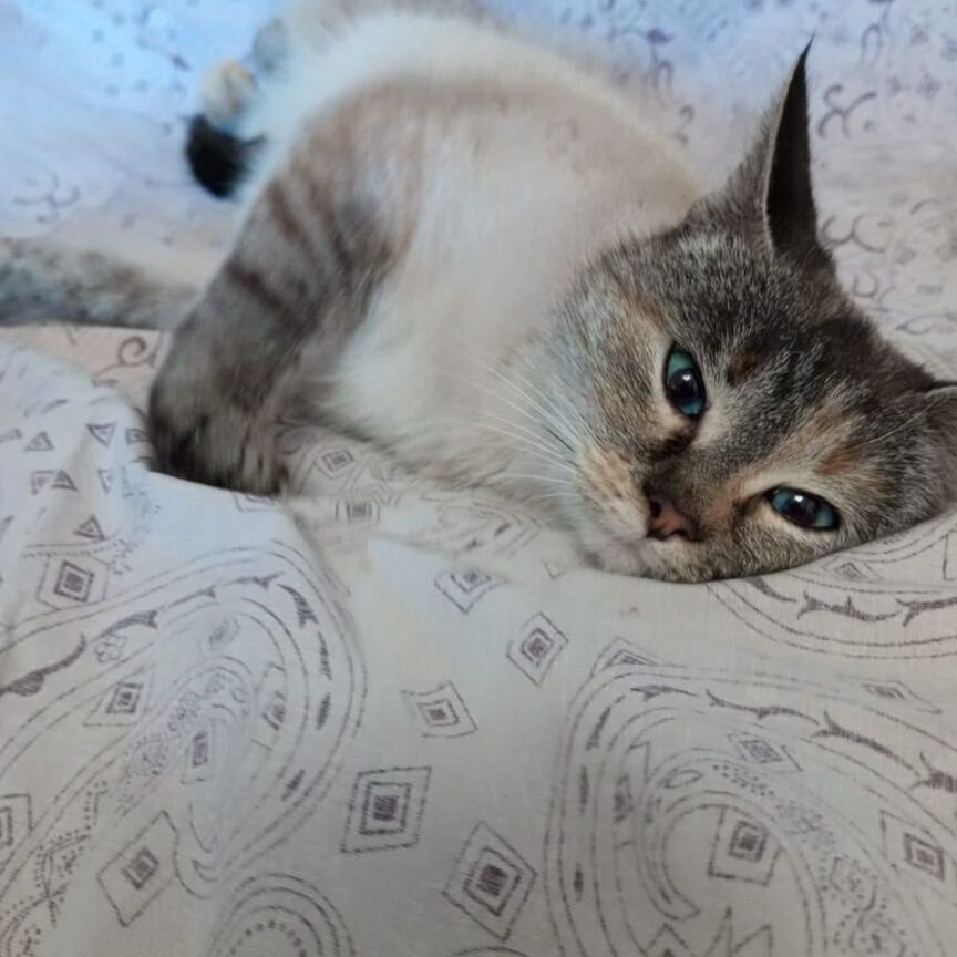 Кошечка в добрые руки