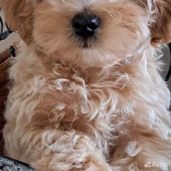 Мальитипу ф1 карамель