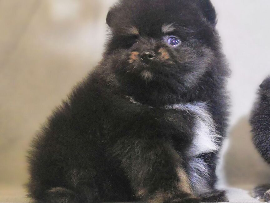 Мальчики минимишки