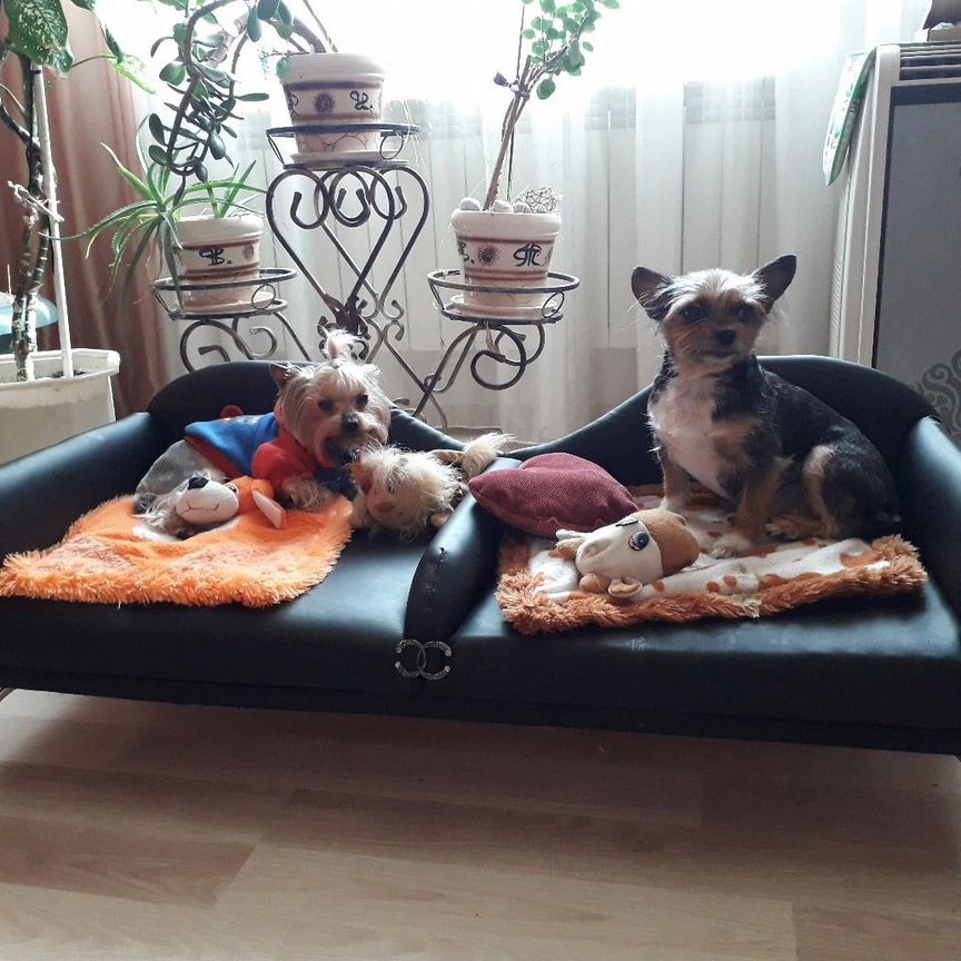 Диванчик, лежанка для двух питомцев