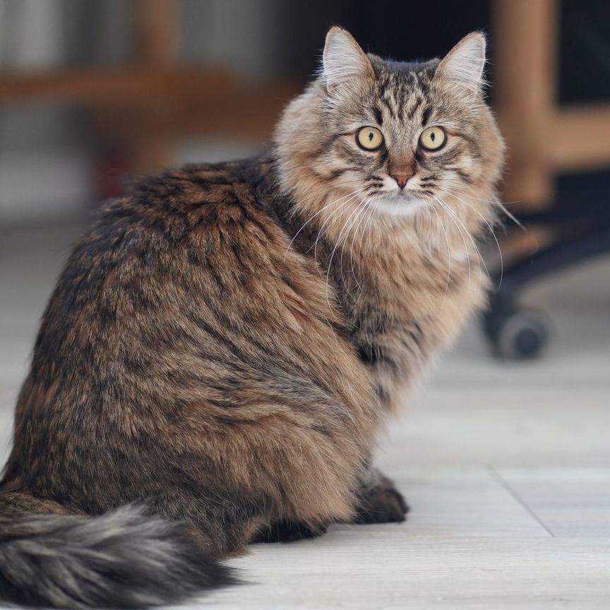 Отдаю кошку "Рысь" в добрые руки