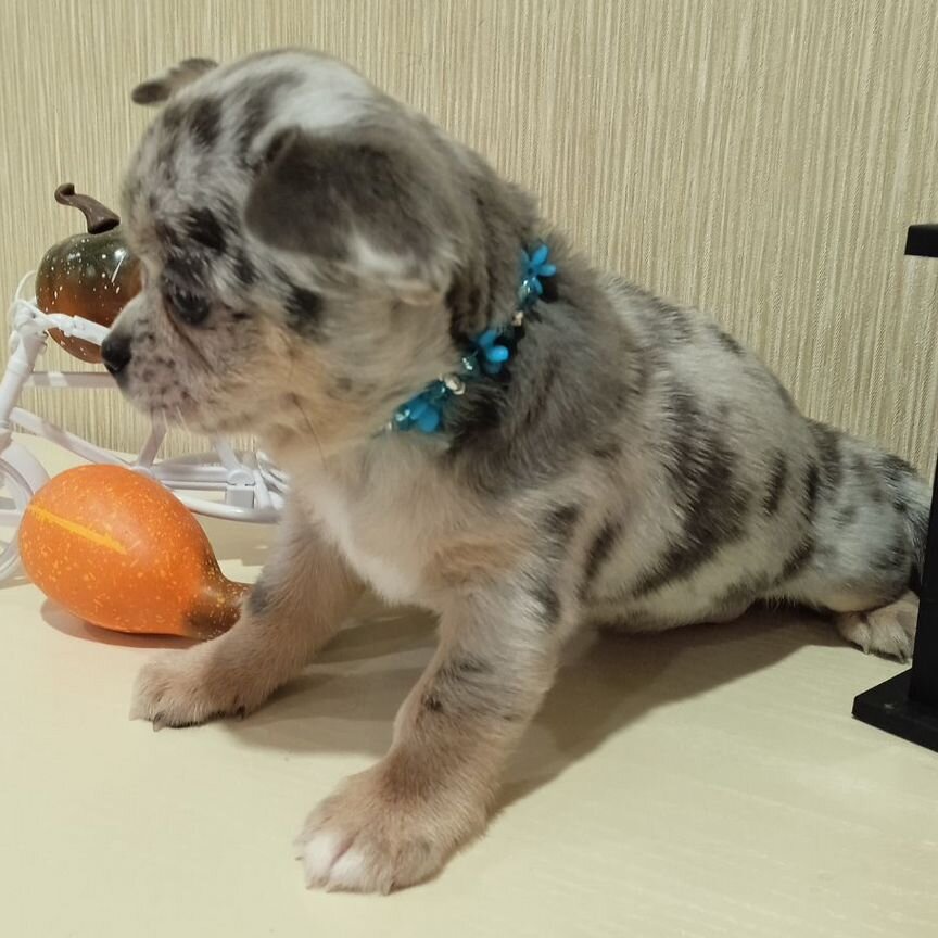 Щенки чихуахуа