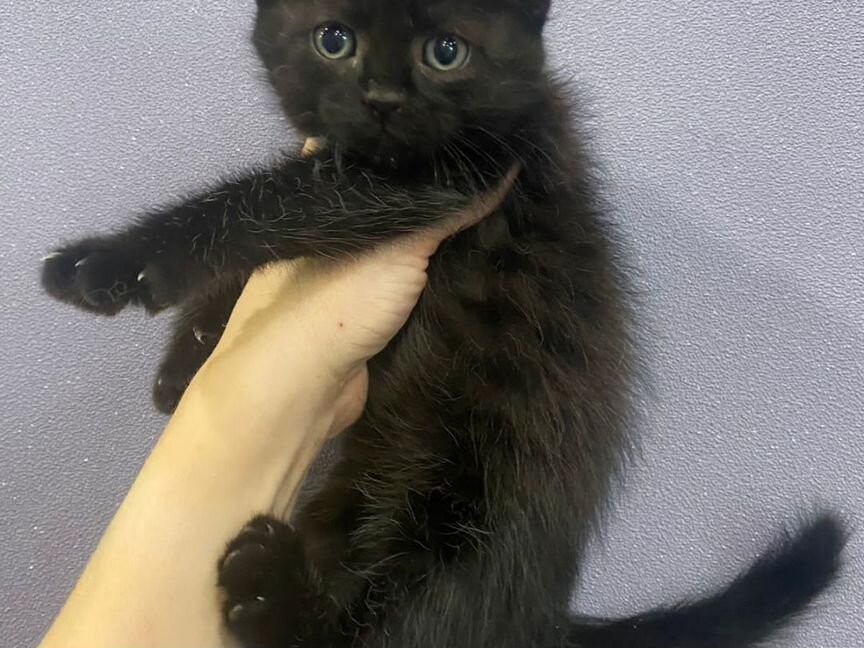 Уголечки девочка и мальчик 1,5 мес