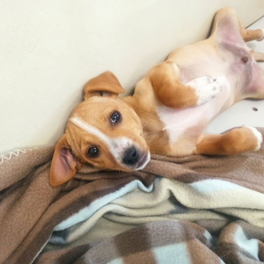 Небольшой щенок ищет дом