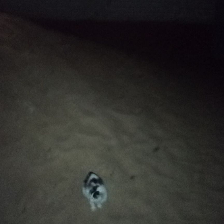 Котёночек мальчик подброшен
