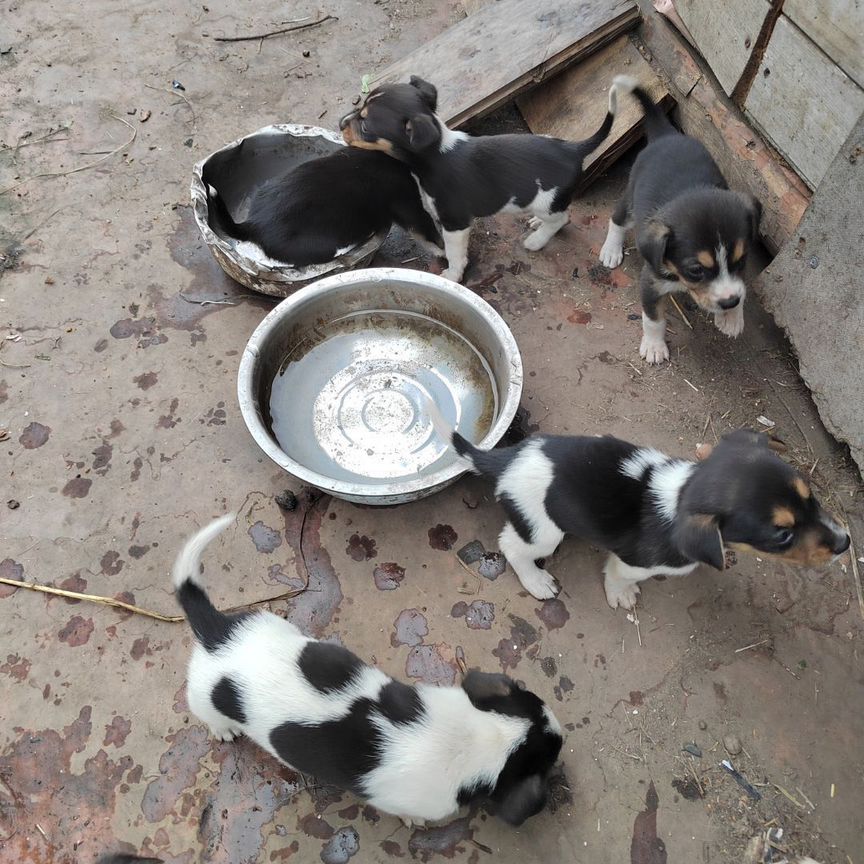 Щенки метисы