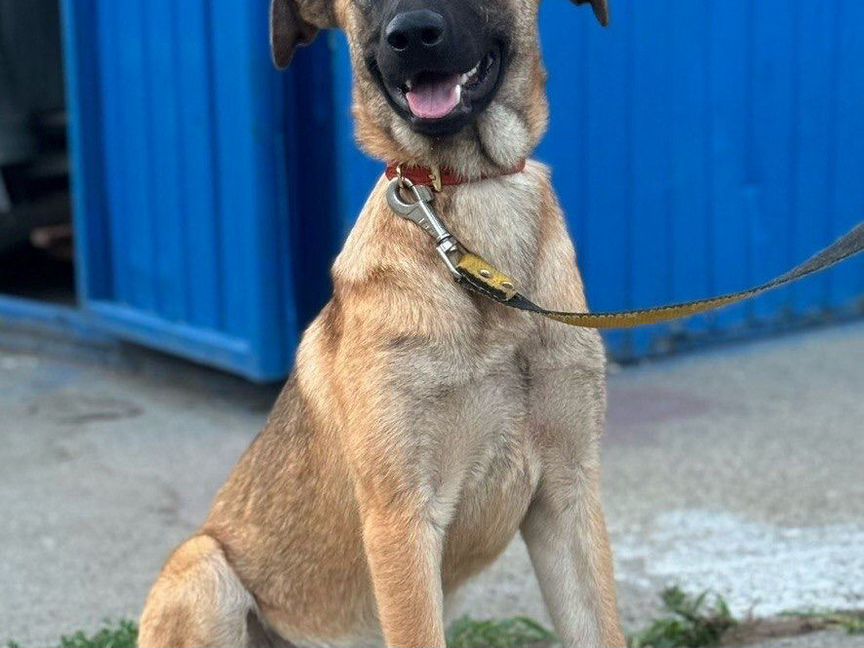 Ласковая Долли в добрые руки