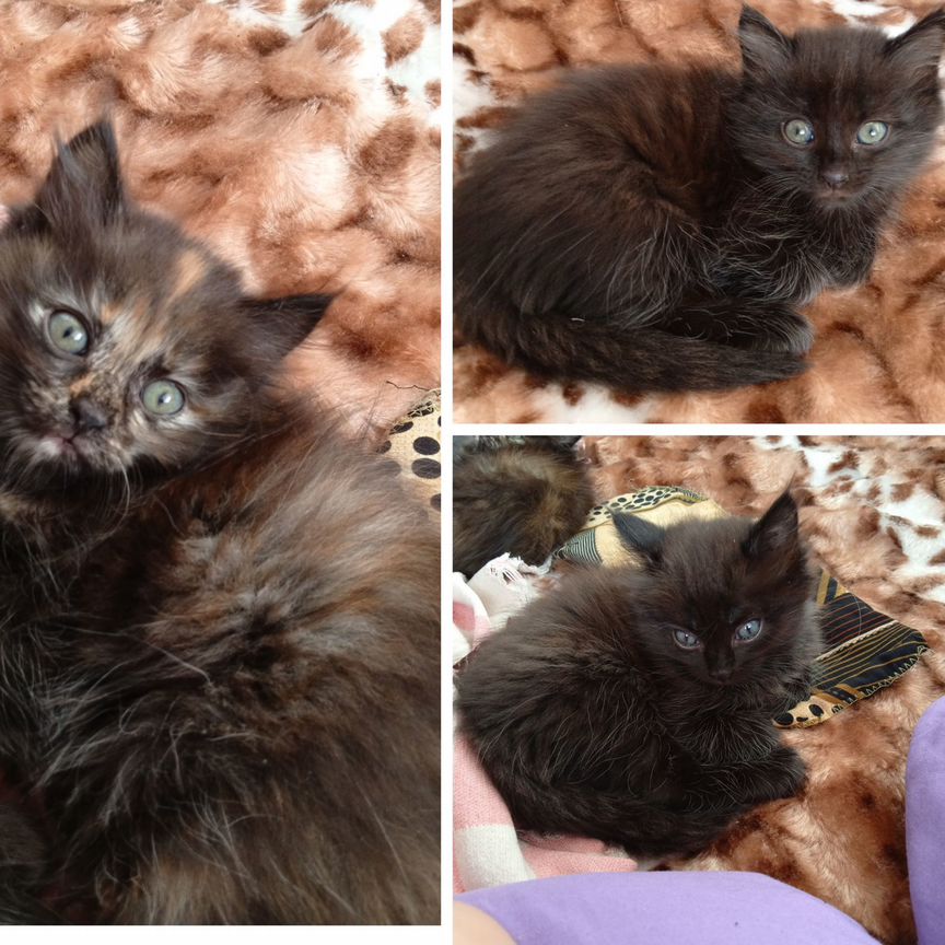 Котята отдам в добрые руки бесплатно