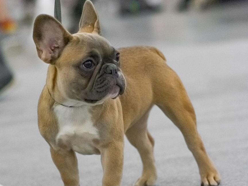 Французский бульдог щенки