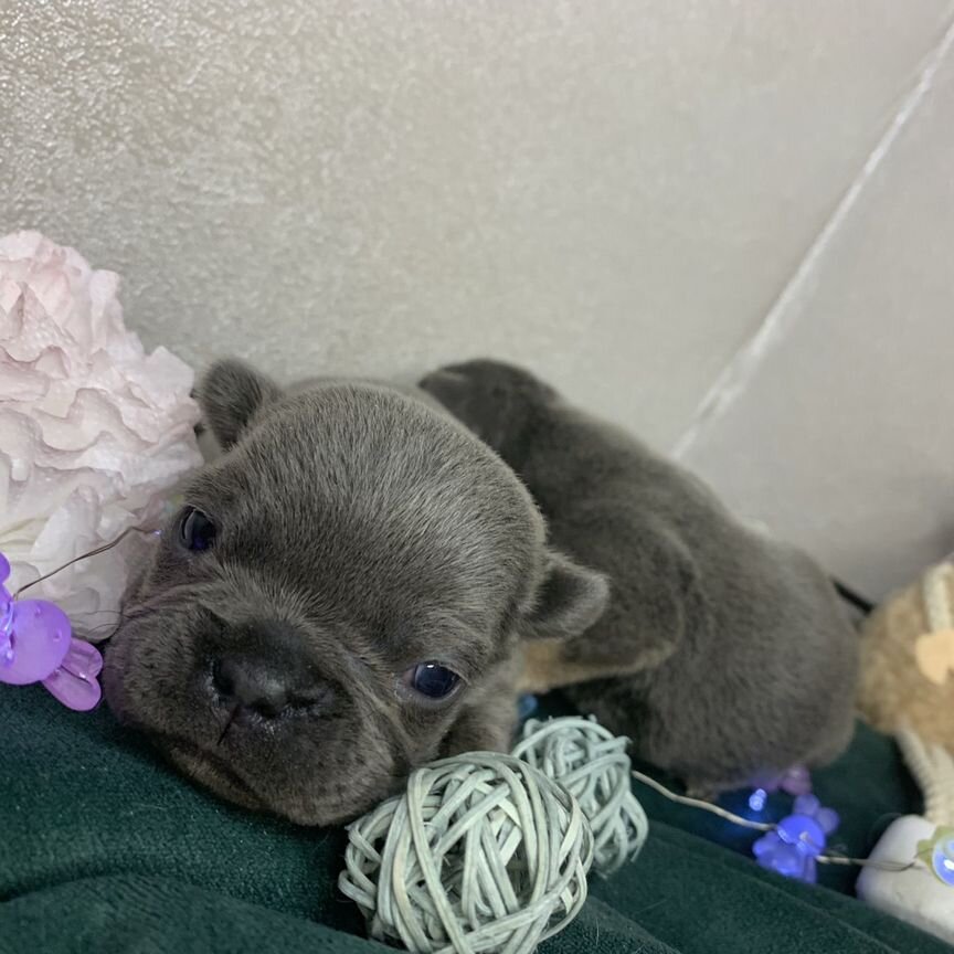 Французский бульдог