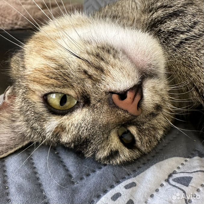 Кошка в дар. Воспитанная и ласковая