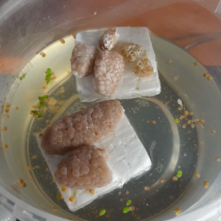 Яйца улиток.улитки.гуппи