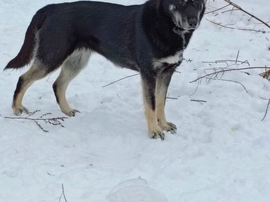 Восточноевропейская овчарка