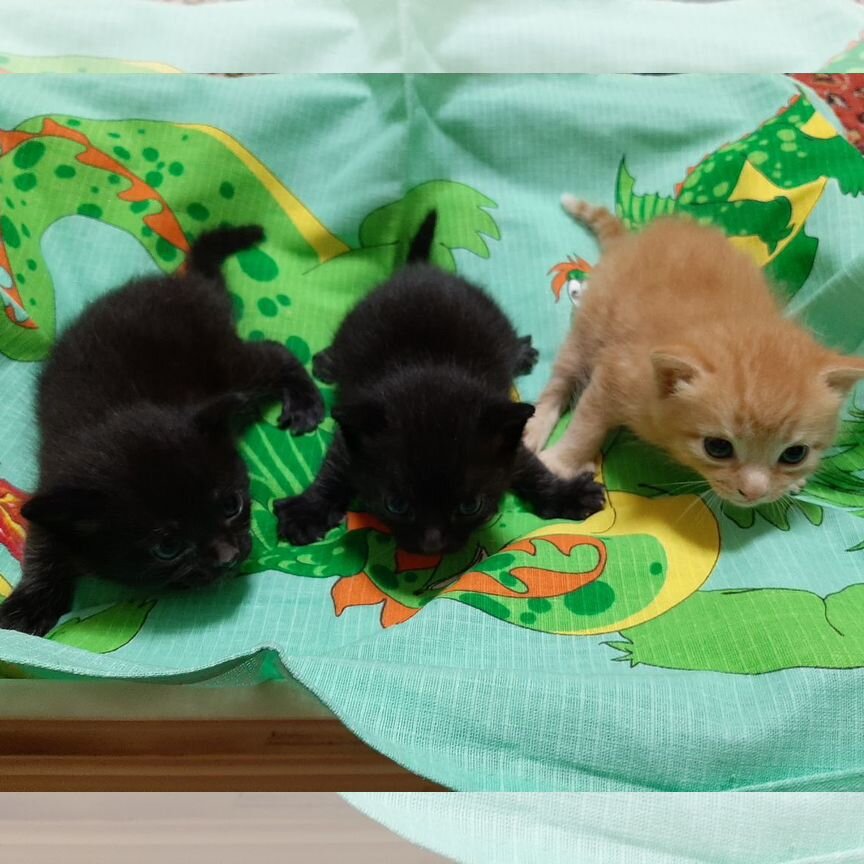 Котята в добрые руки бесплатно