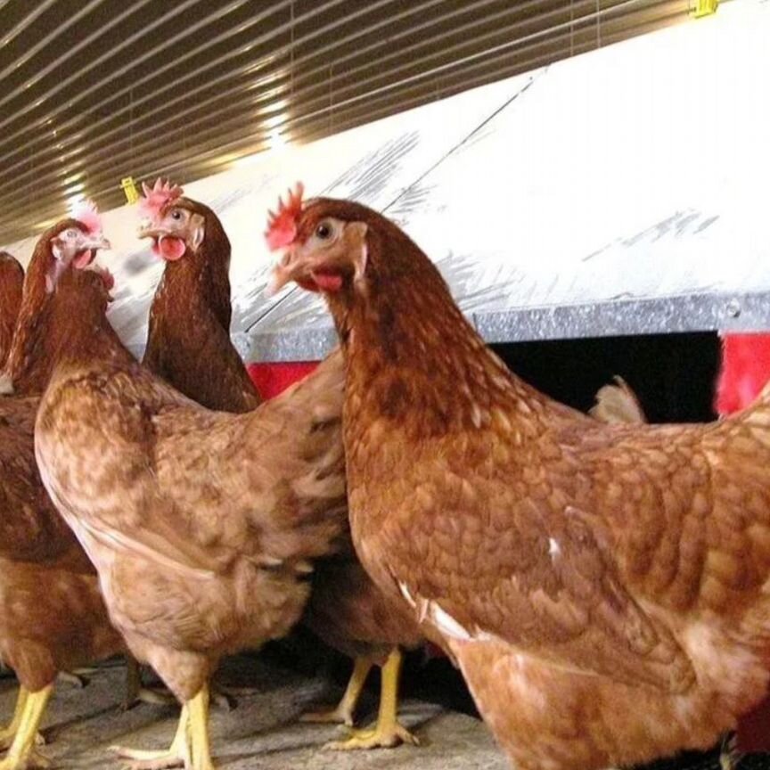 Хорошие красные курочки несушки