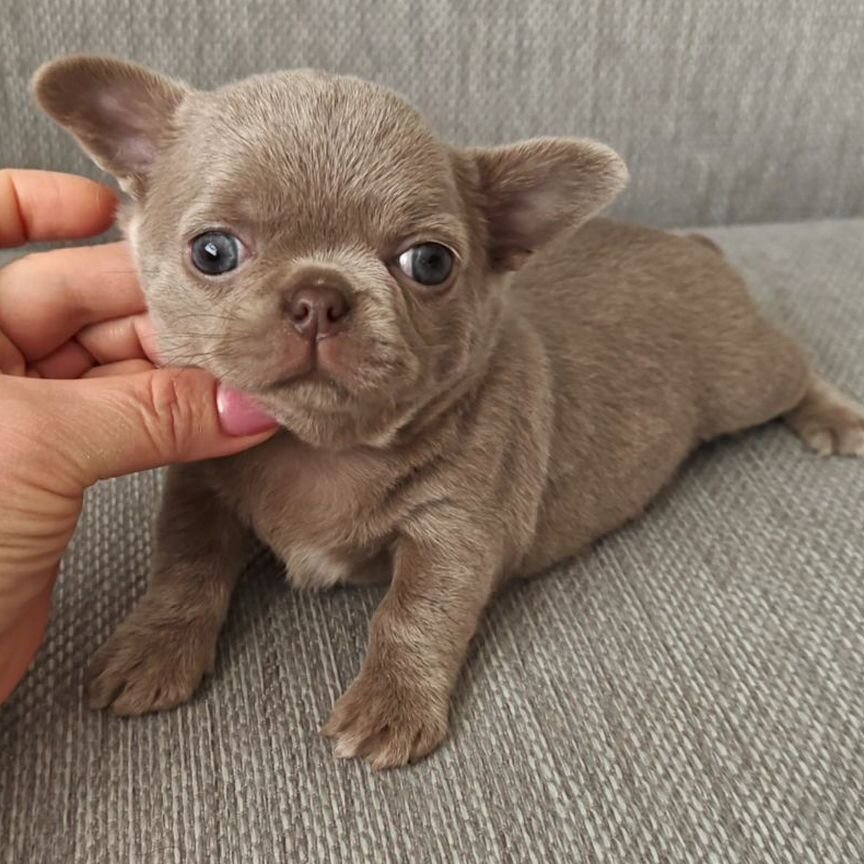 Чихуахуа, щенок