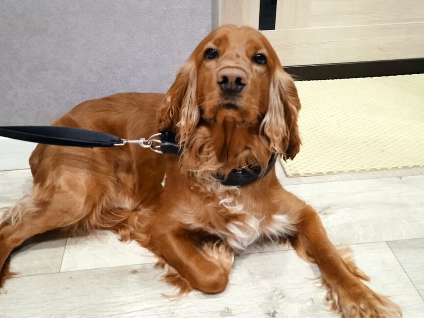 Английский кокер спаниель