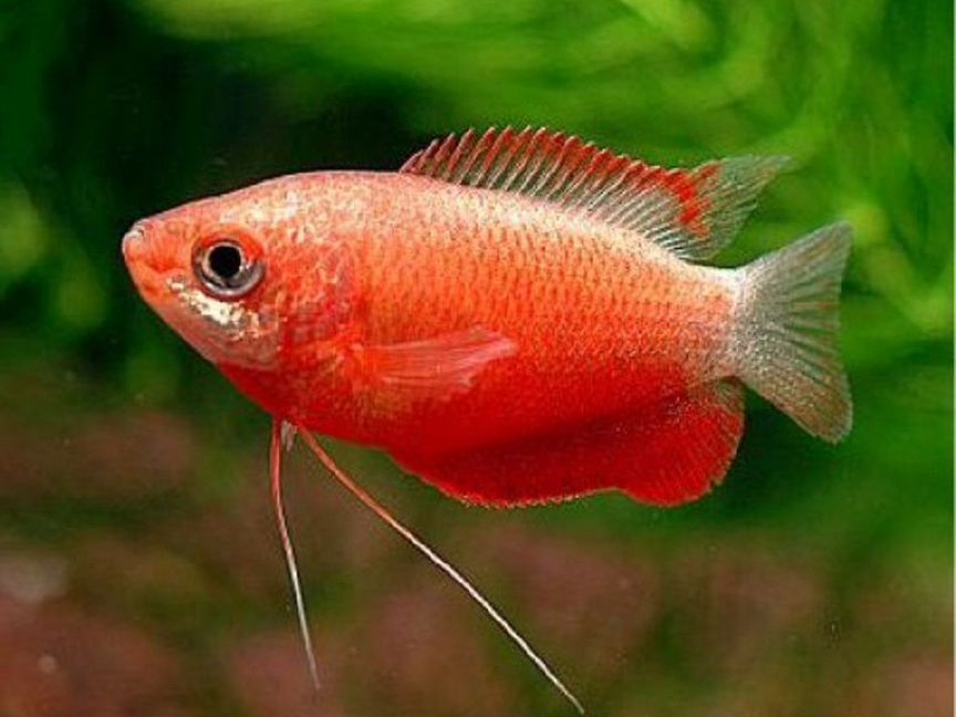 Гурами Медовый Красный (арт 7068)