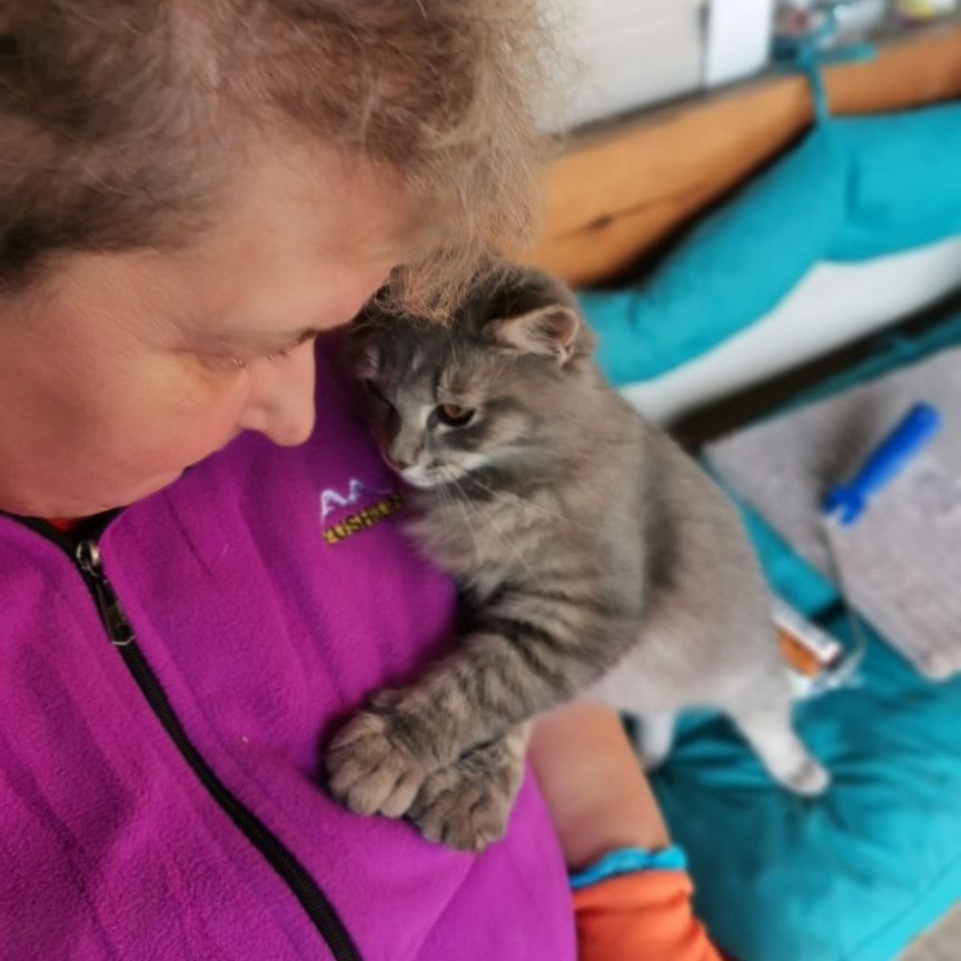 Котенок остается один на даче