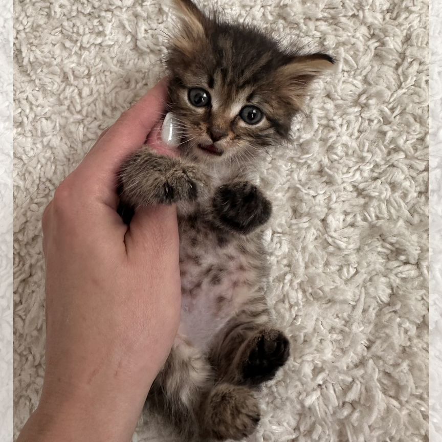Отдам бесплатно котенка