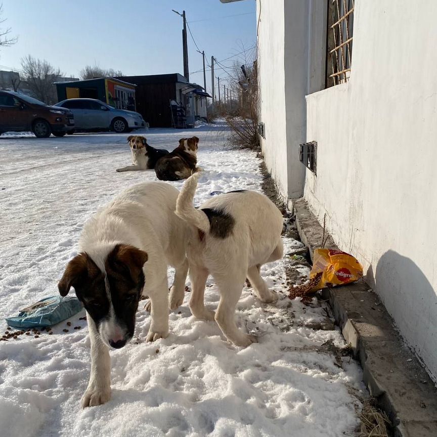 Щенок в добрые руки