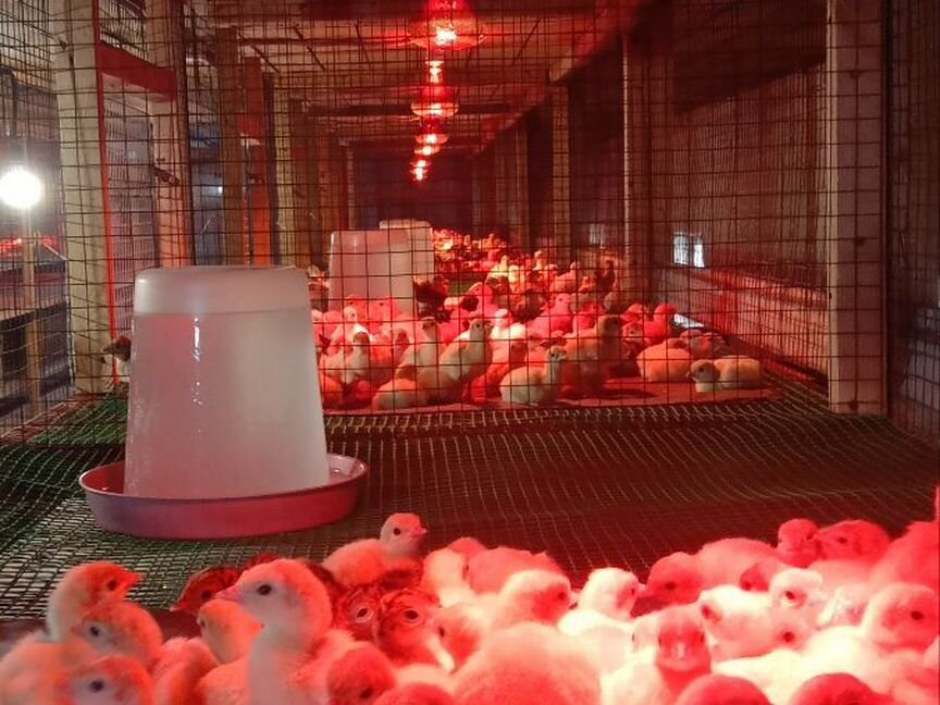 Индюшата подрощенные на 3 сентября