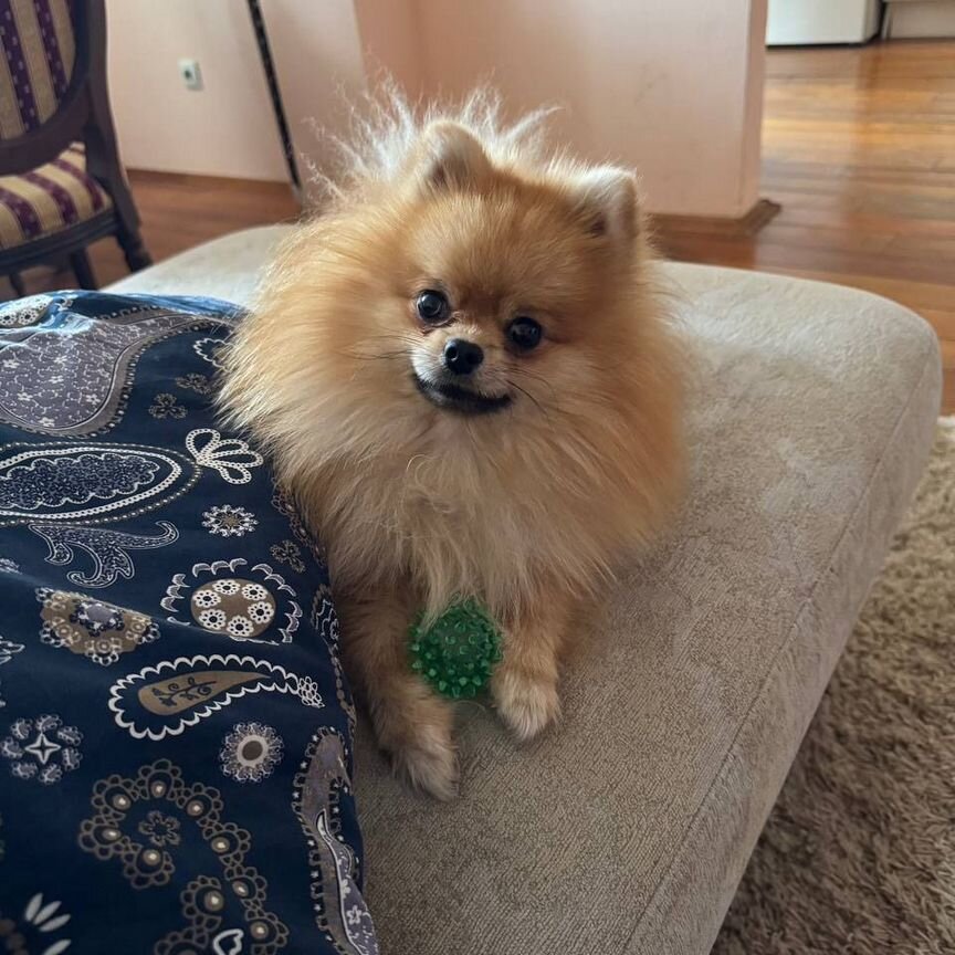 Случка шпиц