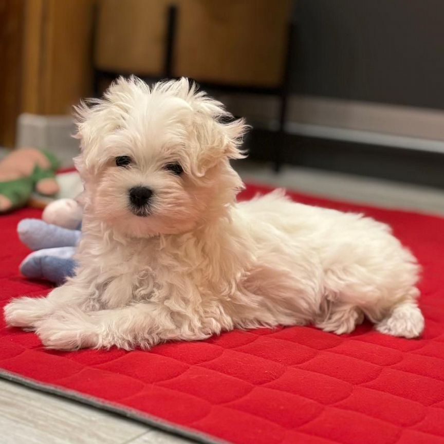 Щенки Мальтийской болонки