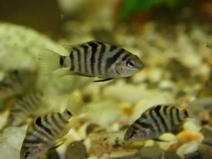 Малыши цихлиды чернополосые