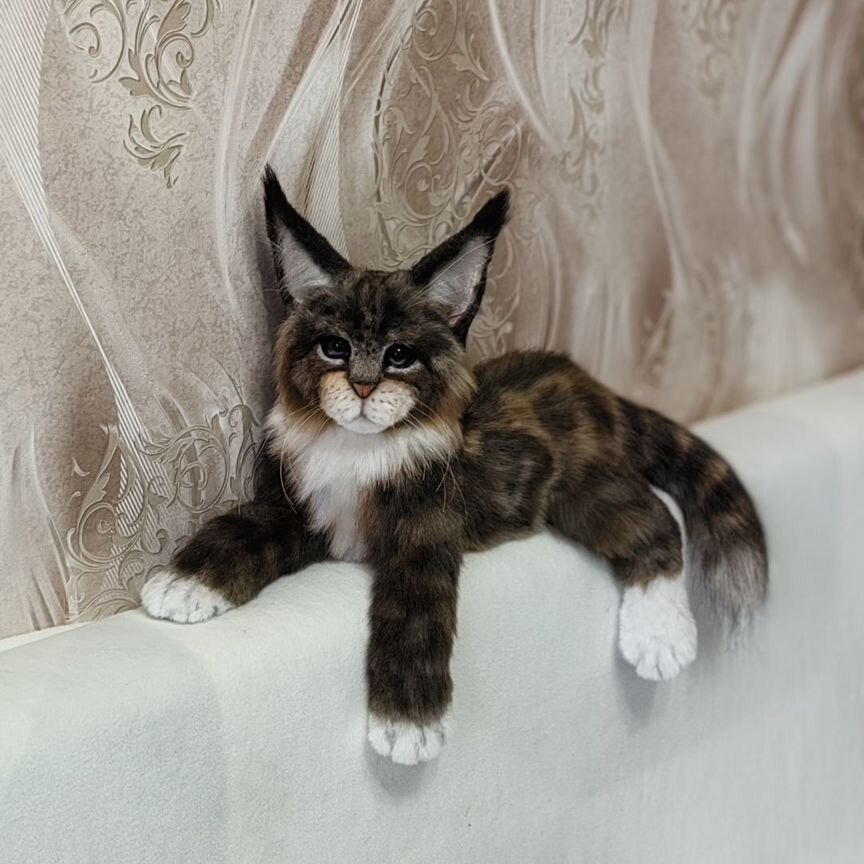 Котик мейн-кун