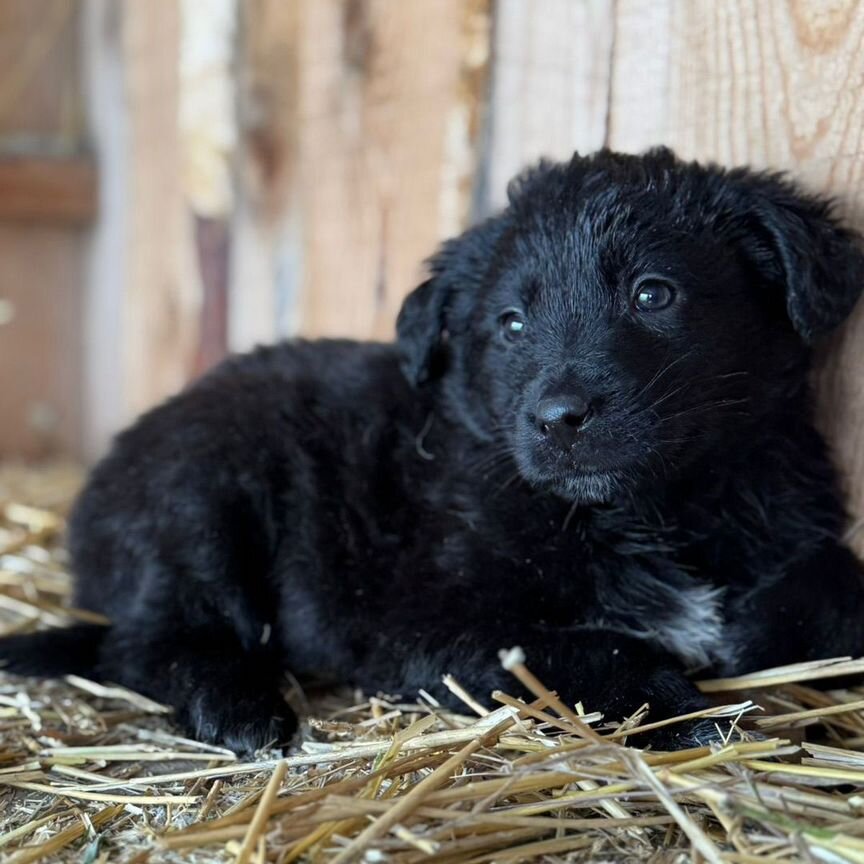 Щенки в поисках дома. Живут на улице