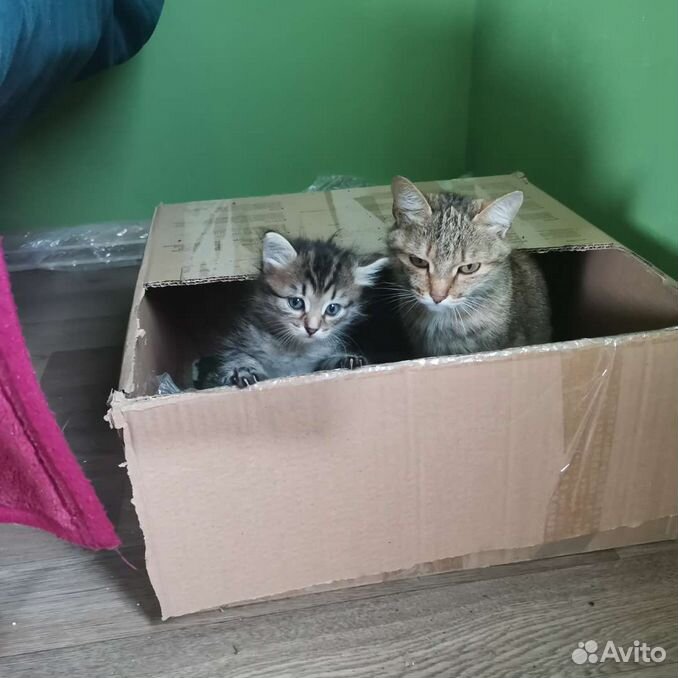 Котик, папа мэйн-кун