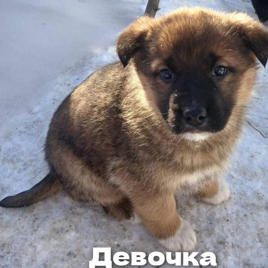 Щенок в добрые руки