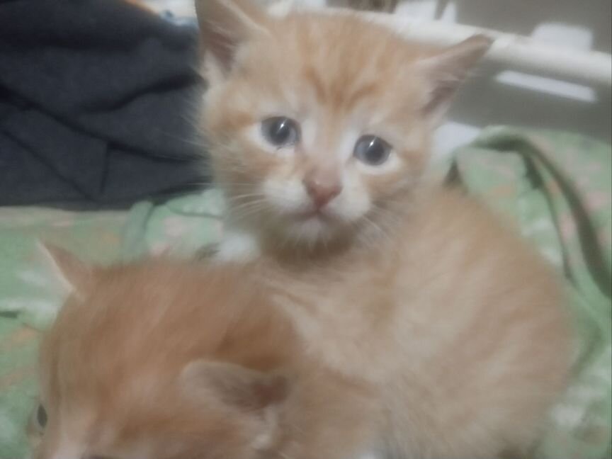 Кошки в добрые руки бесплатно