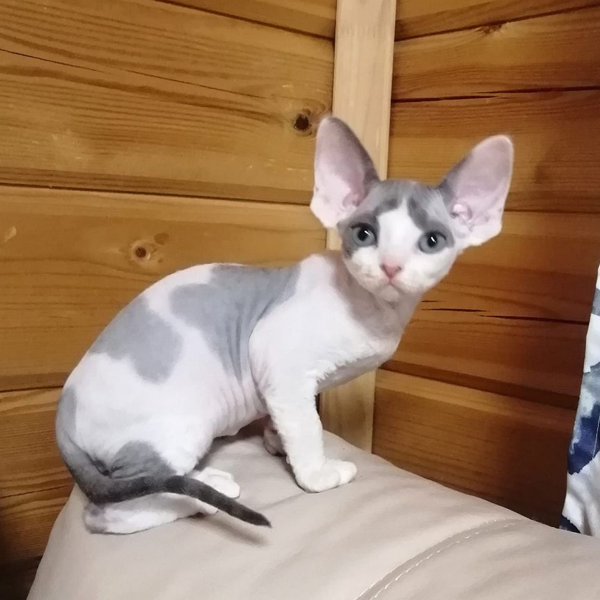 Девон рекс котик