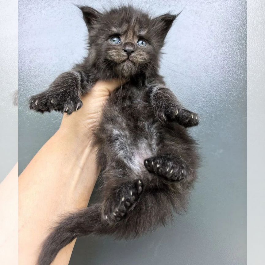 Мейн-кун котёнок