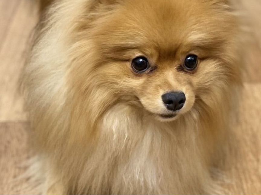 Немецкий шпиц вязка